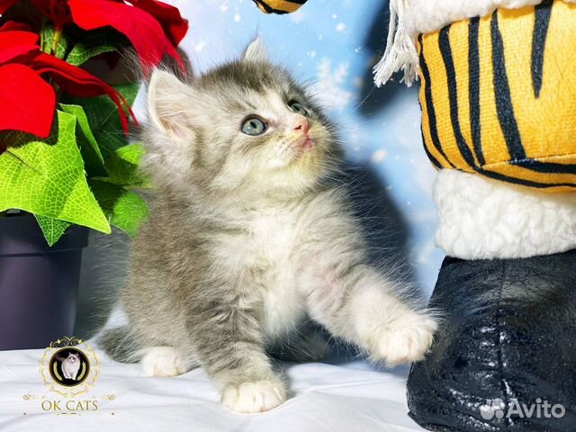 Длиннолапый мальчик из помета манчкина. Прививки