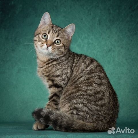 Котята от мамы британской шиншиллы в дар