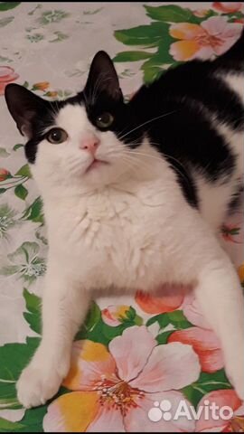 Котик Маркиз