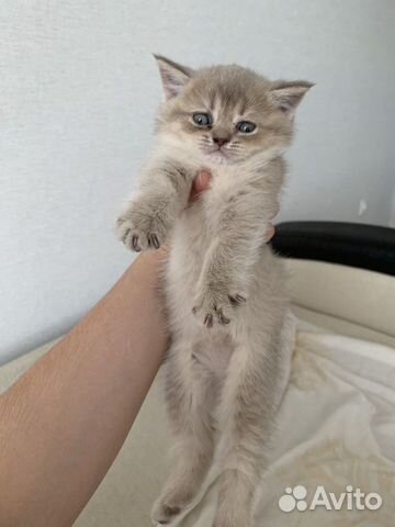 Шотладский котенок