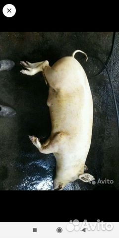 Поросенок ландрас