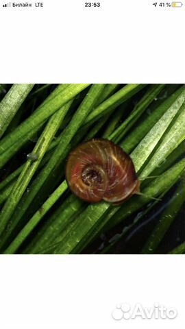 Улитки аквариумные