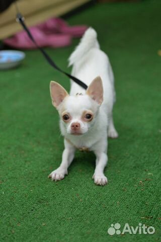 Продается милый мальчик чихуахуа