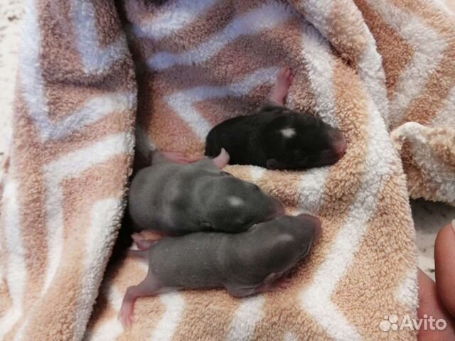 Крысята родились 6 декабря