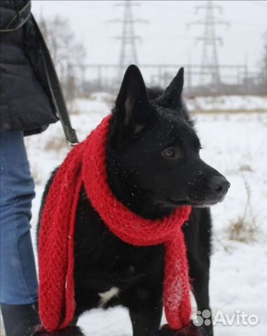 Красивая собачка Ночка в хорошие руки