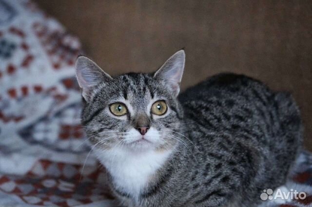 Кошка
