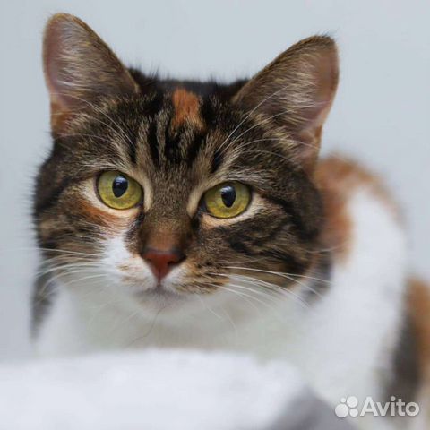 Кошка в добрые руки