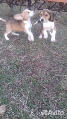 Продаются щенки эстонской гончей