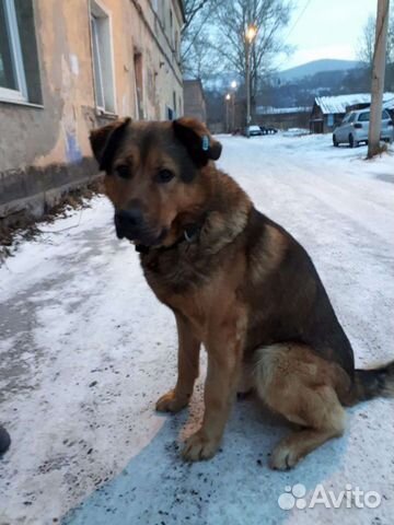 Пёс на охрану