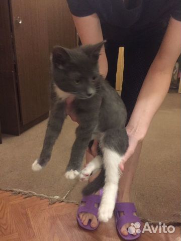 Ищет дом Барс