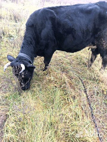 Корова дойная