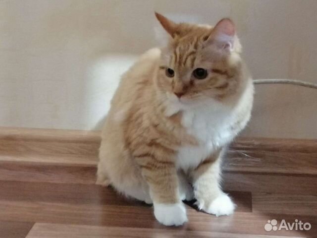 Кошка курильский бобтейл