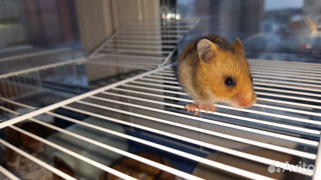 Сирийский хомяк