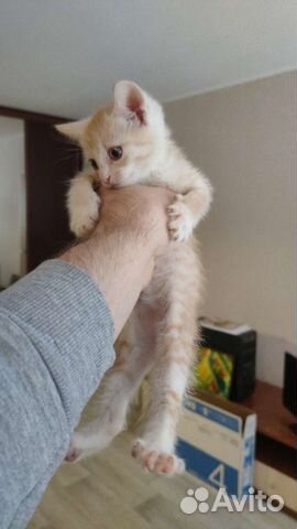 Кошка+3котят хотят обрести приют