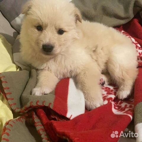 Щенки в добрые руки