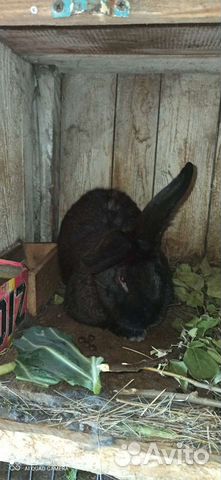 Кролики мясных пород