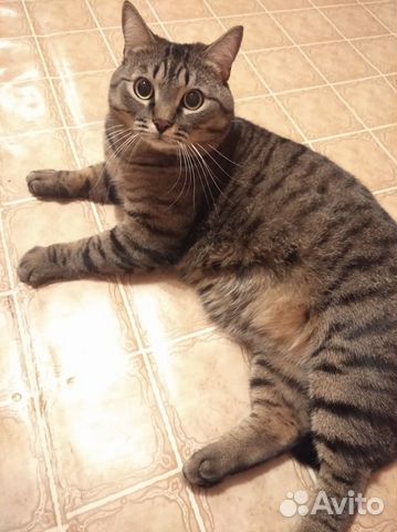 Отдам кота бесплатно