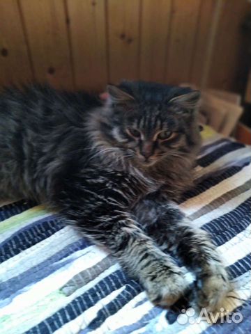 Котята в добрые руки бесплатно