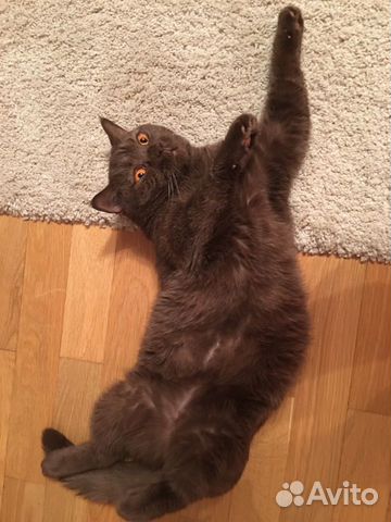 Кошки в добрые руки