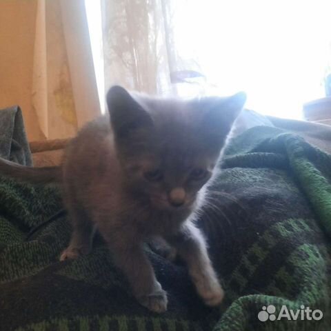 Британская кошка