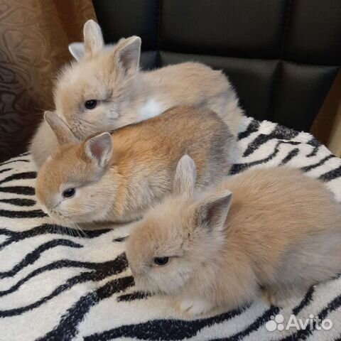 Декоративные кролики
