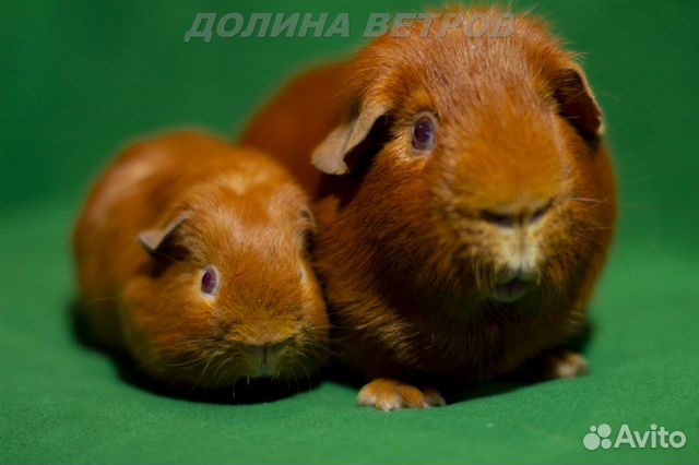 Мальчик золотой селф, слева на фото