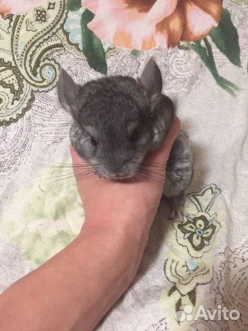 Шиншилла