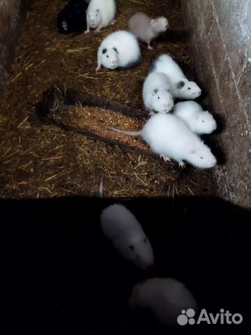 Продаю нутрий