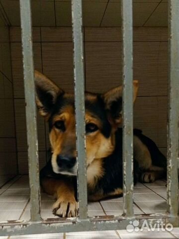 Спасите добрую собаку от улицы