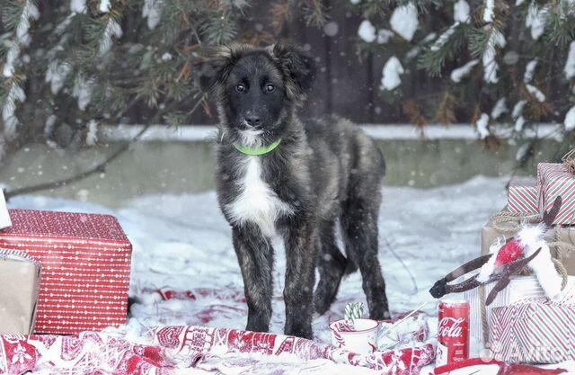 Щенок в добрые руки