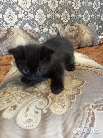 Котенок Домовенок Кузя в дар