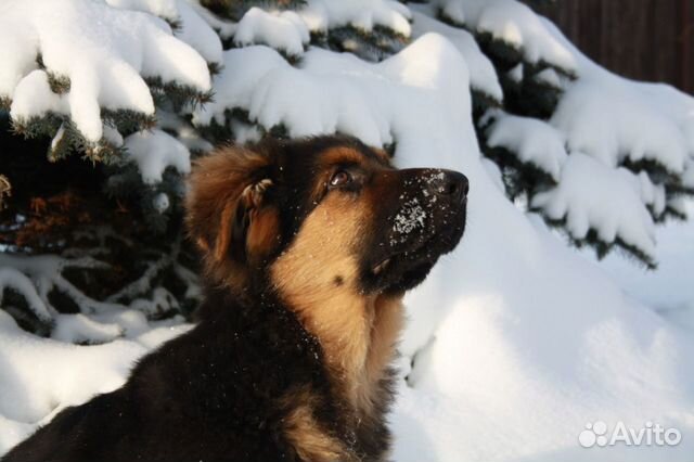 Щенок немецкой овчарки