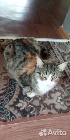 Камышовый котик