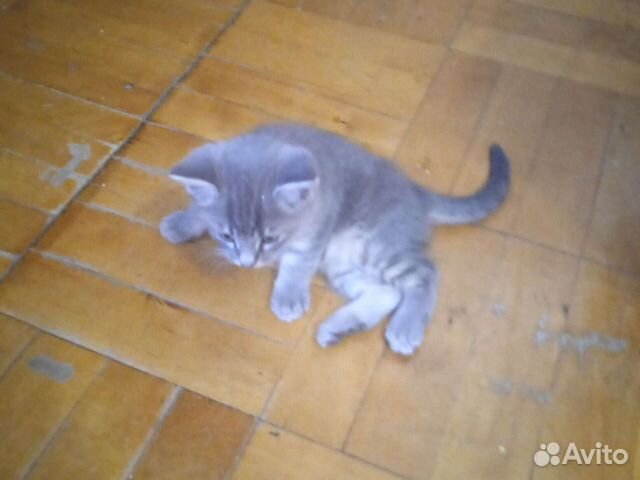 Кошка