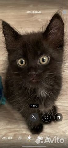 Котёнок - лучший подарок в Год Черного Тигра