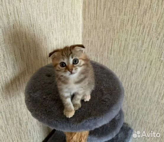 Шотландская вислоухая кошка