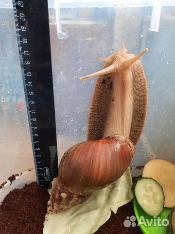 Улитка ахатина большая Бесплатно