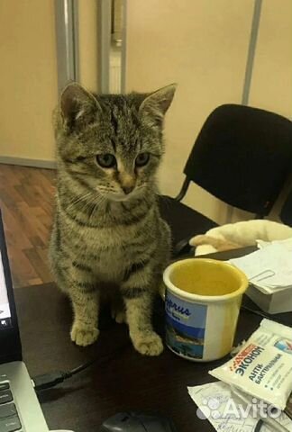 Котёнок мальчик 3,5 мес. Везучий