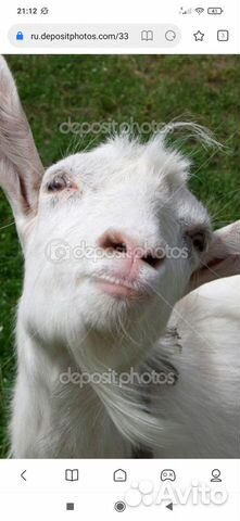 Продаётся козел