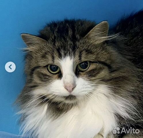 Сибирской малышке некуда идти