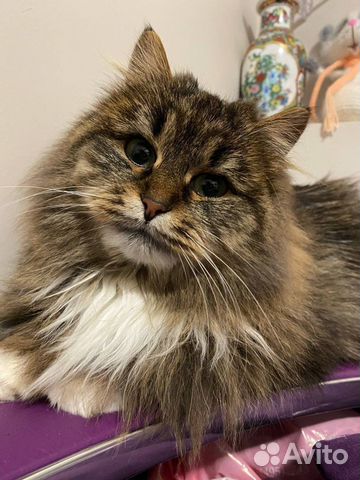 Сибирская кошка в добрые руки