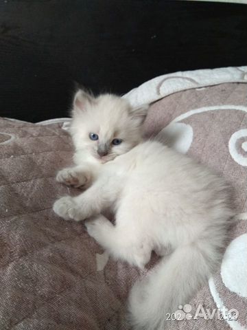 Невская маскарадная