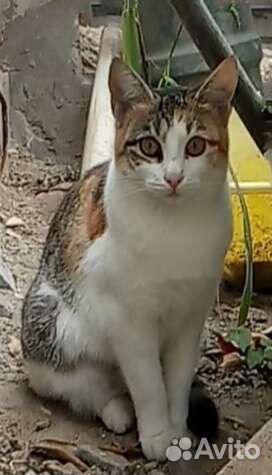 Подрощенный котенок в добрые руки
