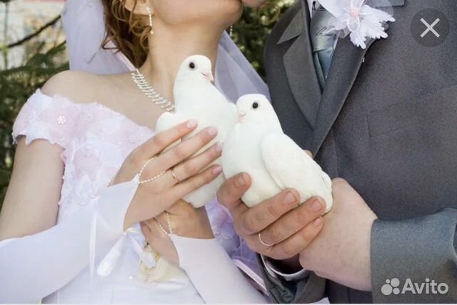 Голуби белые на свадьбу