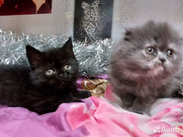 Новогодние котята