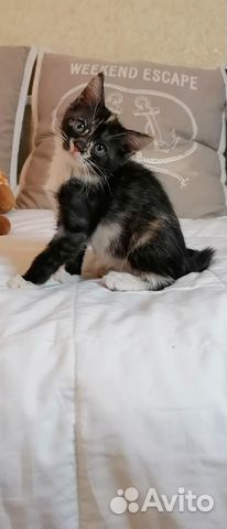 Маленький домашний котенок