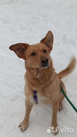 Собака Ричард