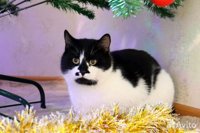Котик Филя