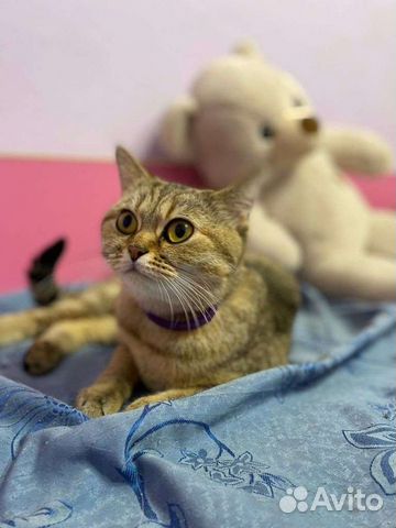 Кошка Нонна