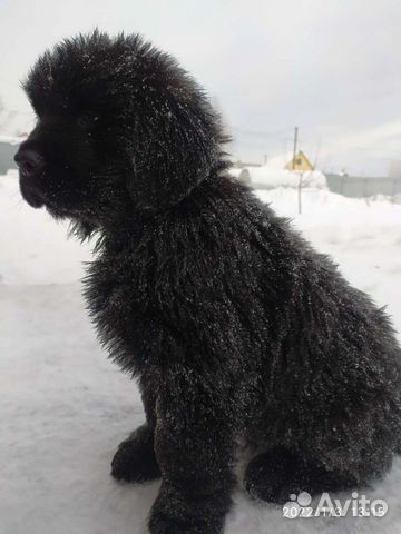 Щенки ньюфаундленда (2 месяца)